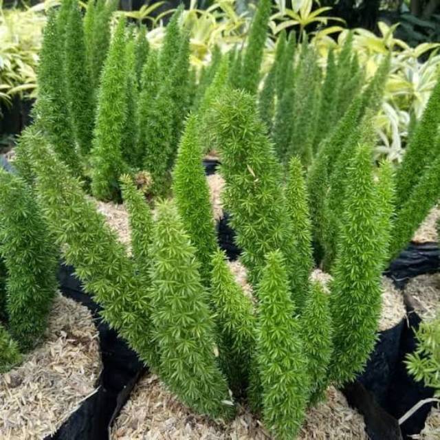 Jual Tanaman hias ekor tupai mini tanaman hidup | Shopee Indonesia