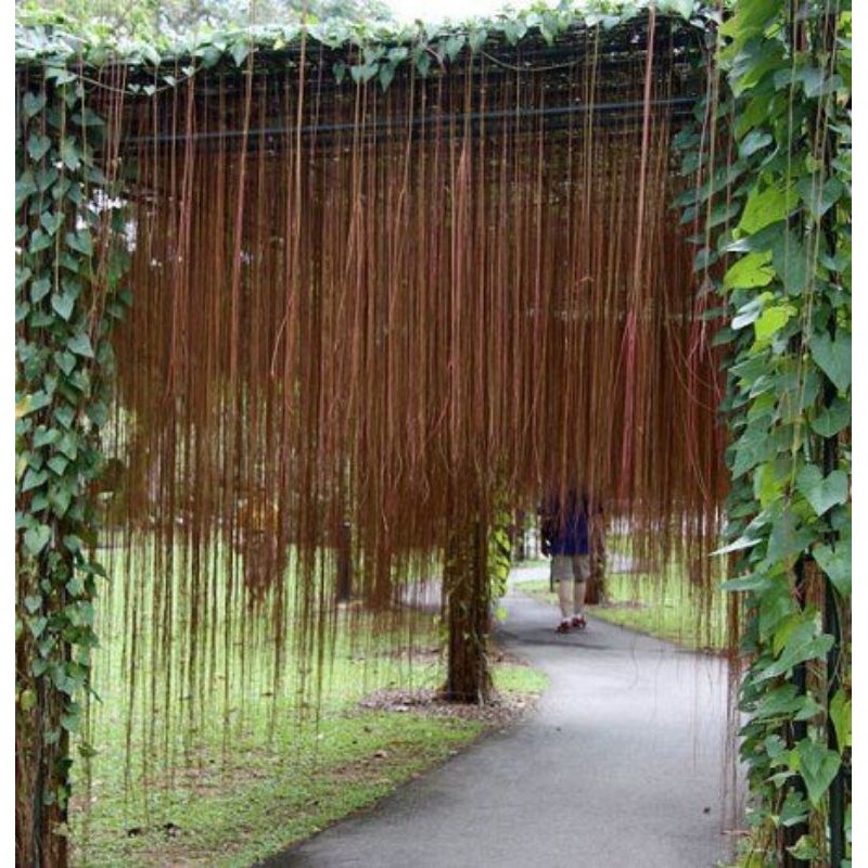 Jual stek CURTAIN IVY per batang | TANAMAN MERAMBAT AKAR GANTUNG MURAH ...
