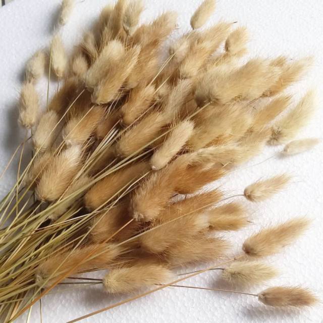 Jual bunga kering/ Bunny Tile Lagurus isi 4-5 | Shopee Indonesia