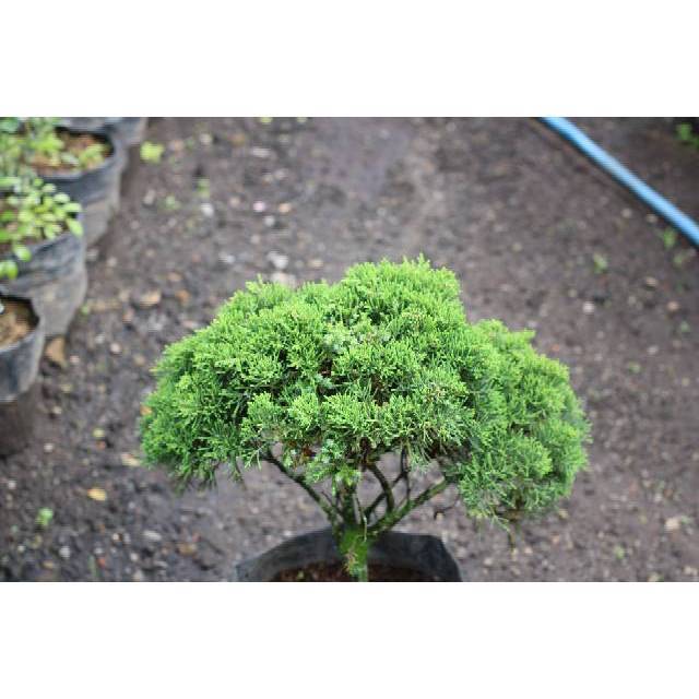 Jual CEMARA PAPUA BIBIT BONSAI Cupressus papuanus | Shopee Indonesia