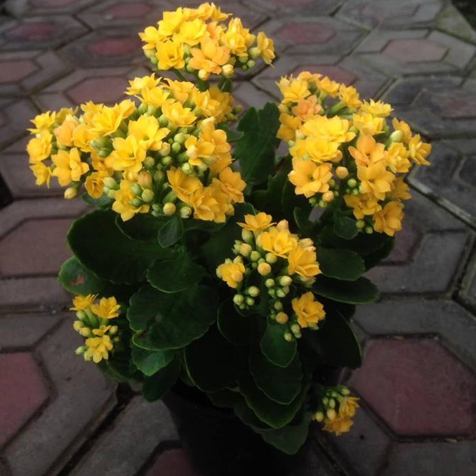 Jual Pohon Tanaman Bunga Hias Calandiva Kuning (Kalanchoe blossfeldiana ...