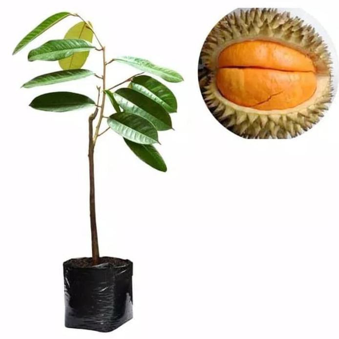 Jual 4 Pohon Durian MK Musan King Dan Duri Hitam | Shopee Indonesia
