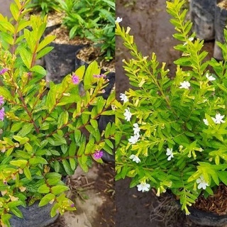 Jual Bibit Tanaman Hias Bunga Taiwan Beauty Berbunga / Bunga Hias ...