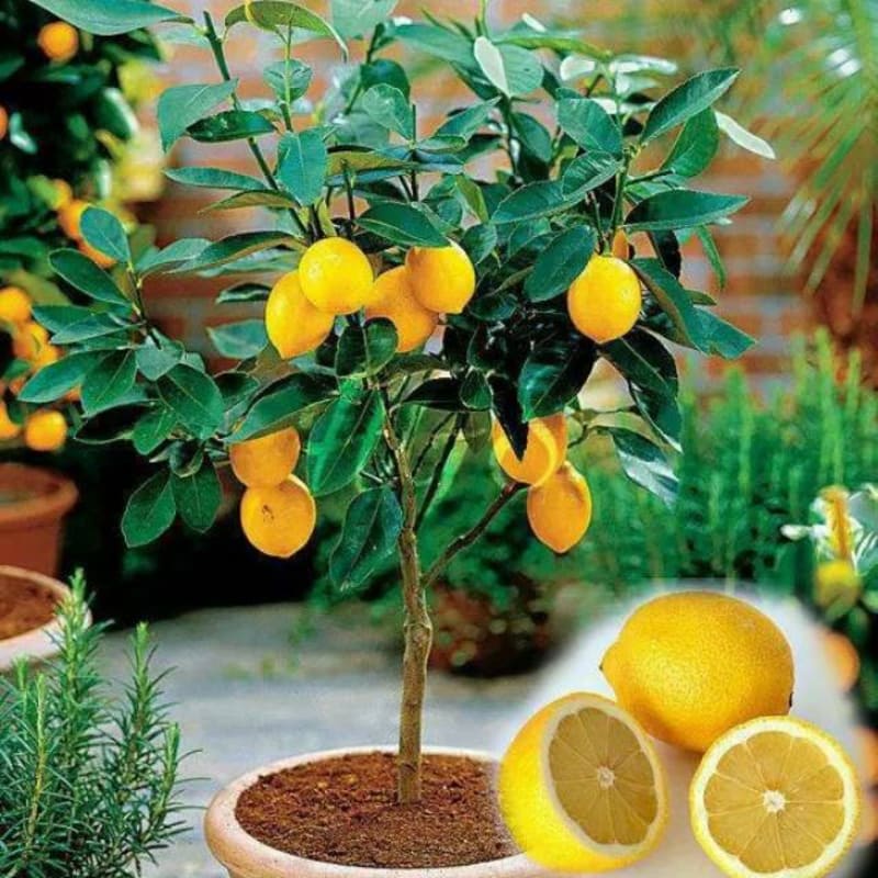 Jual Tanaman jeruk lemon impor. | Shopee Indonesia