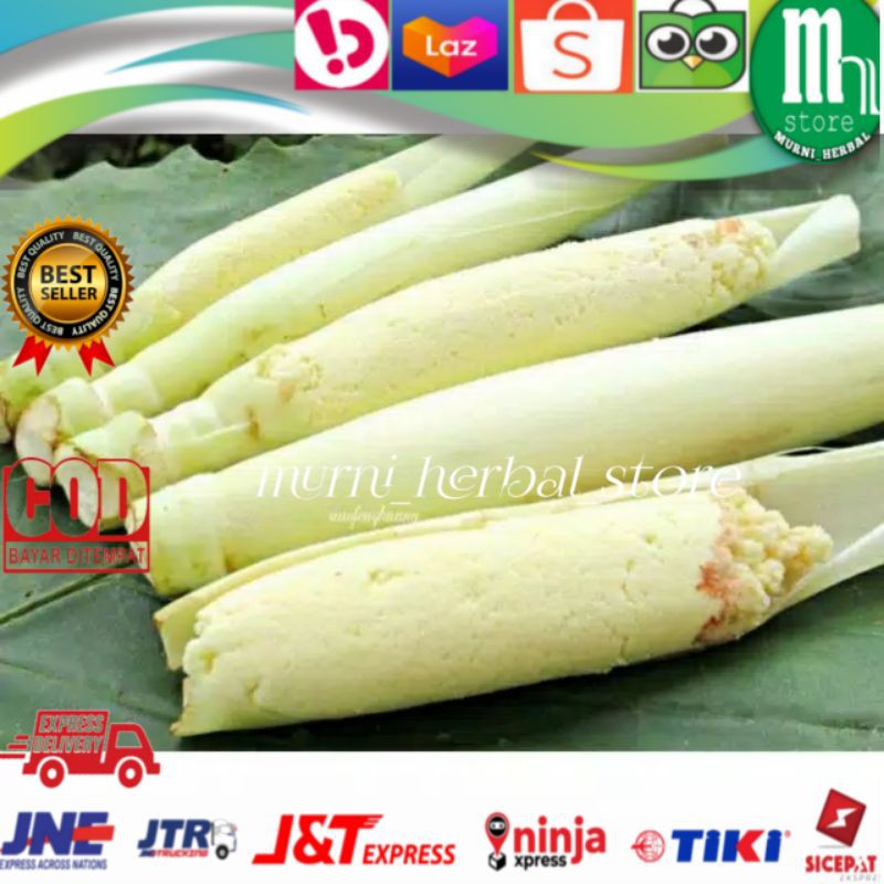 Jual Tanaman sayur terubuk terbaik | Shopee Indonesia