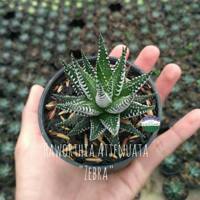 Jual Sukulen dan Kaktus | Haworthia Attenuata 'Zebra' | Shopee Indonesia
