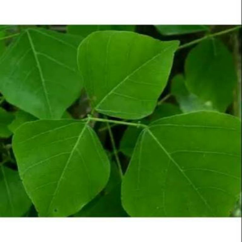 Jual DAUN DADAP SREP SEGAR 500 GRAM SEREP | Shopee Indonesia