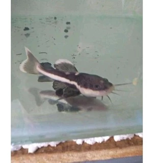 Jual RTC Ikan Terlengkap & Harga Terbaru Juni 2024 | Shopee Indonesia