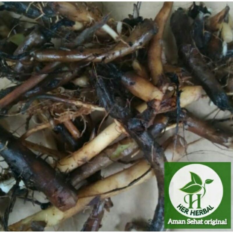 Jual Akar pohon pisang MUSA PARADISIACA segar bersih 500gram | Shopee ...