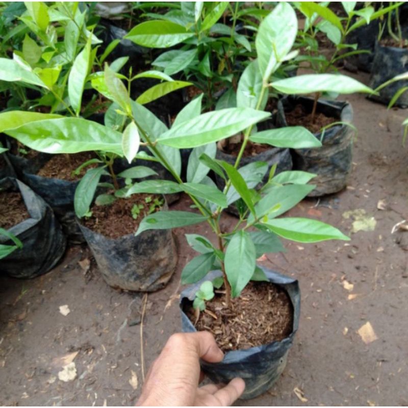 Jual Tanaman Daun Salam | Shopee Indonesia