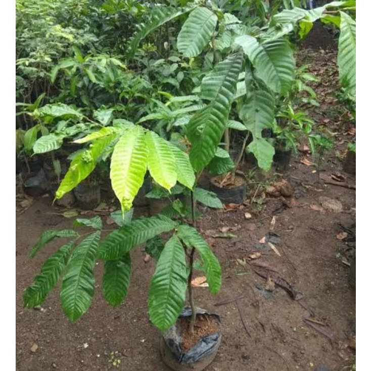 Jual Bibit pohon matoa/Tanaman buah matoa | Shopee Indonesia