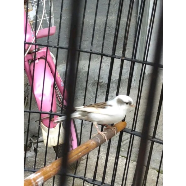 Jual burung kenari panda | Shopee Indonesia