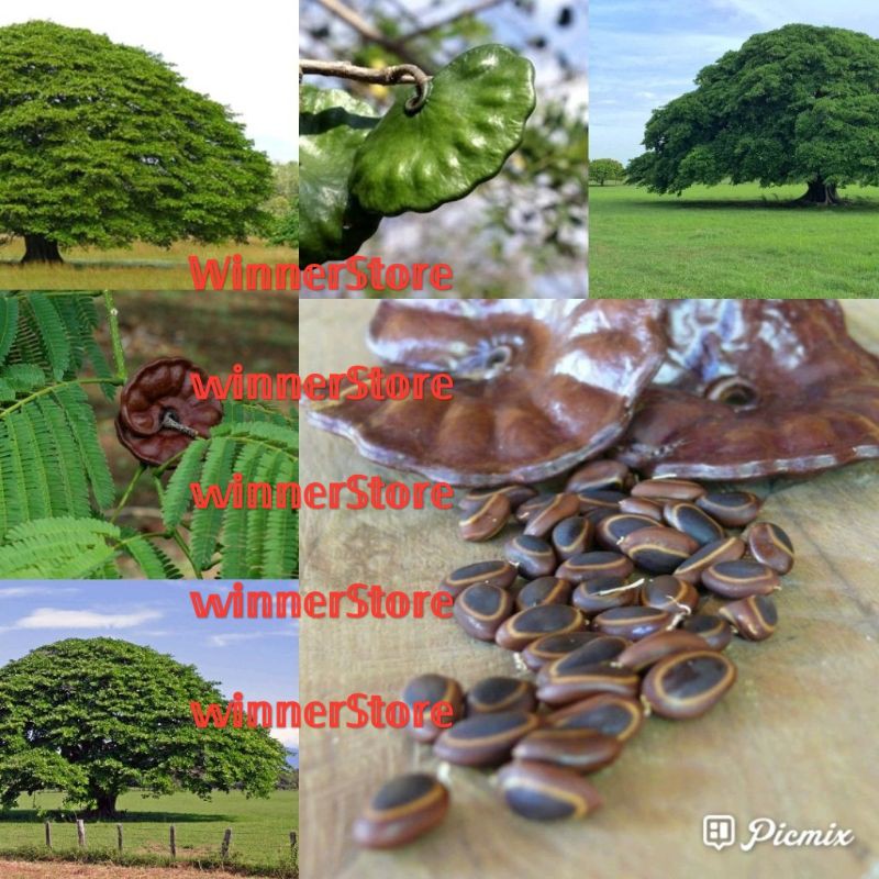 Jual Bibit Benih Sengon Buto (5 Butir) | Shopee Indonesia