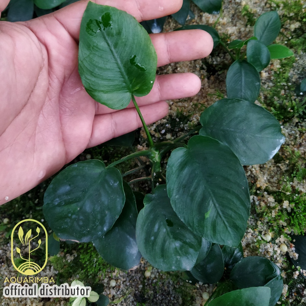 Jual Anubias Broad Leaf ( Tanaman Aquascape Pemula ) | Shopee Indonesia