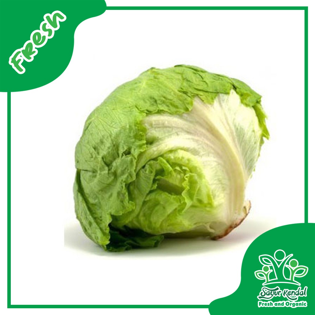 Jual Selada Bulat - Sayur Kendal | Shopee Indonesia
