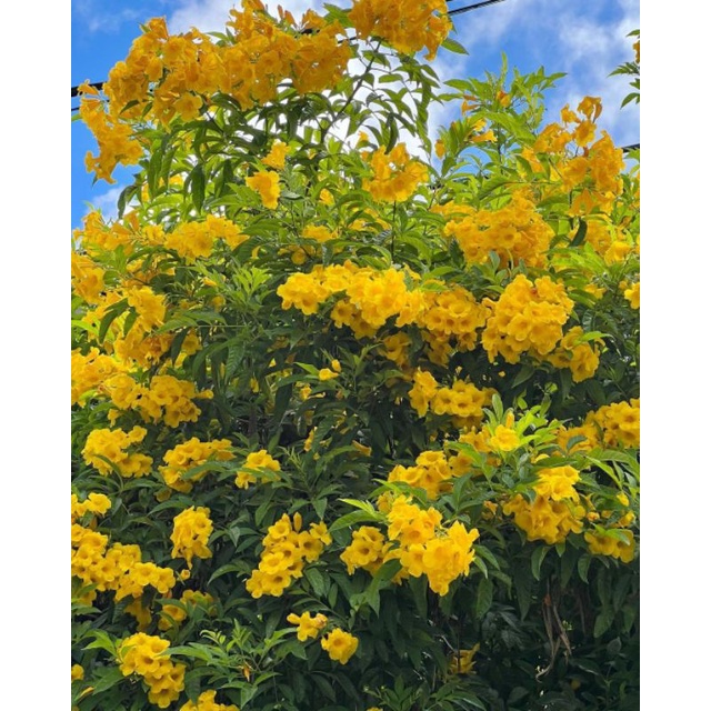Jual Tanaman Hias Bunga Tekomaria | Tanaman Hias Tecoma | Bibit Tanaman ...