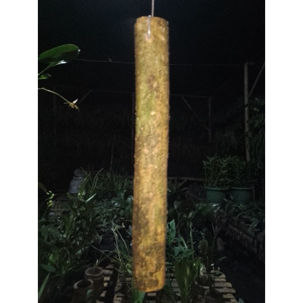 Jual kayu kopi 25cm sedang | Shopee Indonesia