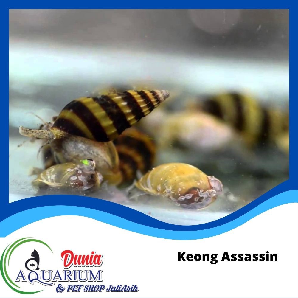 Jual Keong Snail Aquascape Keong Assasin Hias Pembasmi Pemakan Keong ...