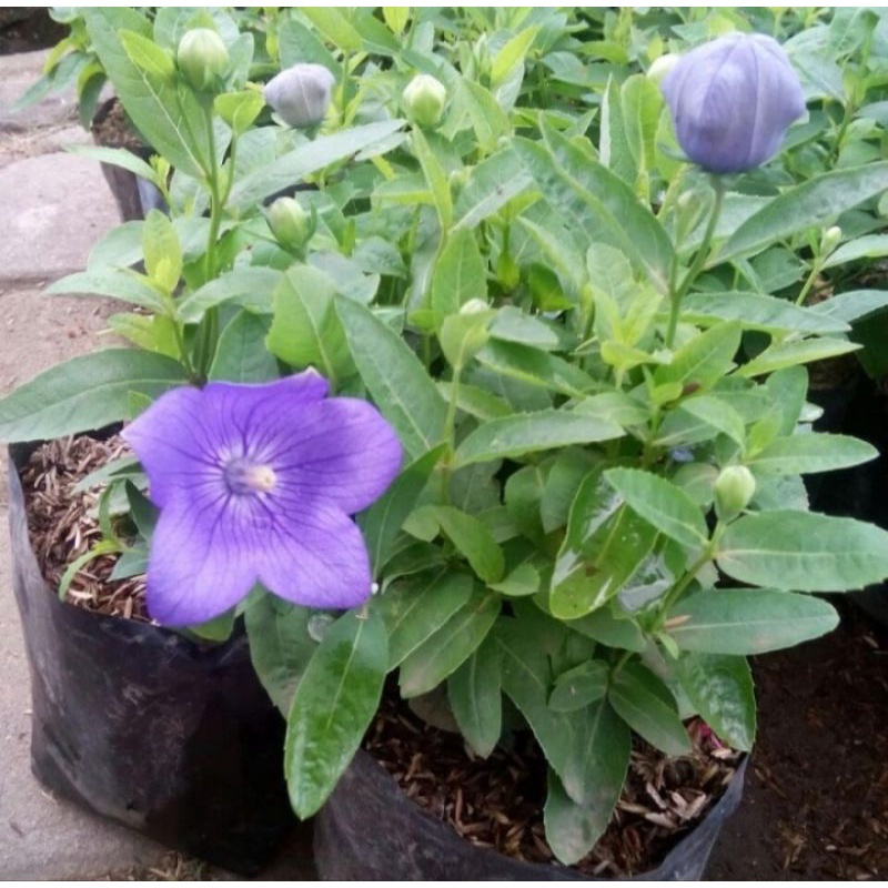 Jual promo paket bunga warna ungu | Shopee Indonesia