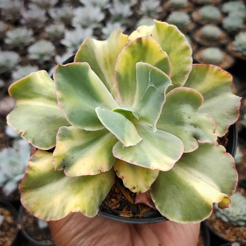 Jual Sukulen Sekulen Echeveria Sanremo - Sukulen Bandung | Shopee Indonesia