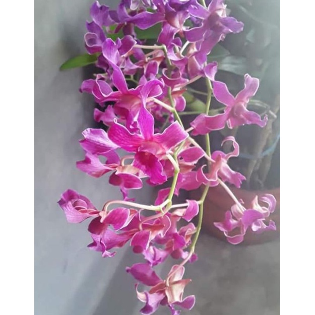 Jual anggrek spesies SUPERBIENT | Shopee Indonesia