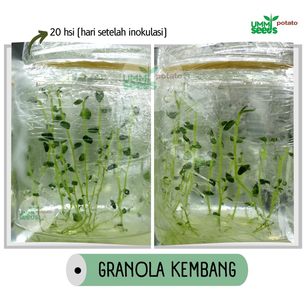 Jual PLANLET Kentang Varietas Granola Kembang (GK) PLANLET KULTUR ...