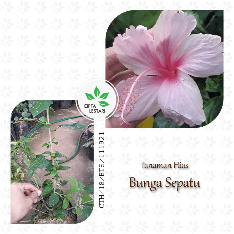 Jual Bibit Bunga Sepatu Pohon Kembang Sepatu Wera Wora-Wari Tanaman ...
