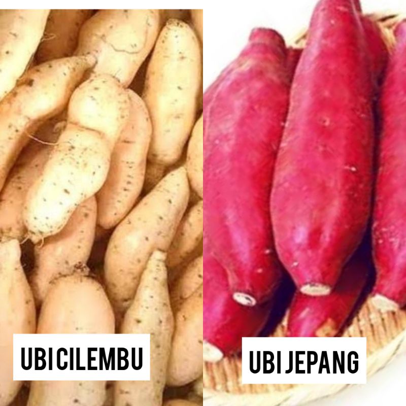 Jual Ubi Cilembu, ubi Jepang, ubi merah dan ubi ungu 1kg | Shopee Indonesia