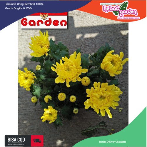 Jual Krisan bunga kuning rimbun isi 5 Batang -chrysanthemum yellow ...