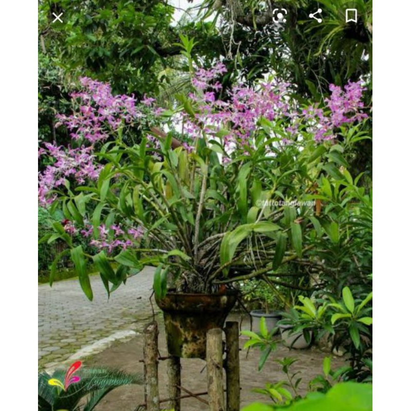 Jual anggrek super bient (dewasa) | Shopee Indonesia