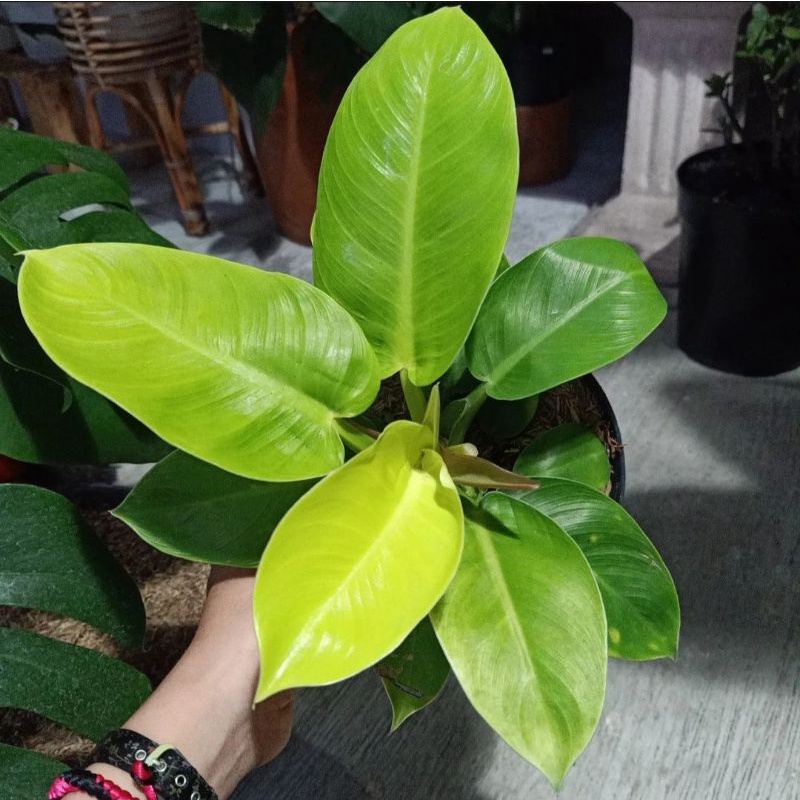 Jual Moonlight/Bunga Moonlight/ Bunga Philo Moonlight/ Tanaman Hias ...