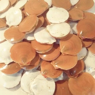 Jual Kerang Simping Terlengkap & Harga Terbaru Maret 2026 | Shopee ...