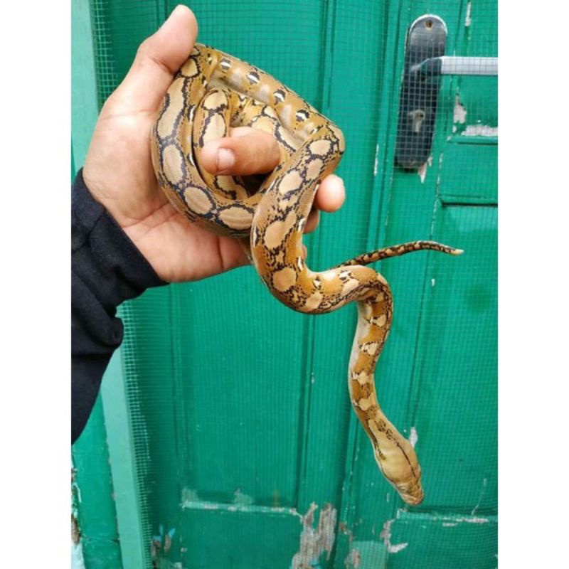 Jual retic baby/baby reticulatus-jinak_Ch(hasil ternak) | Shopee Indonesia