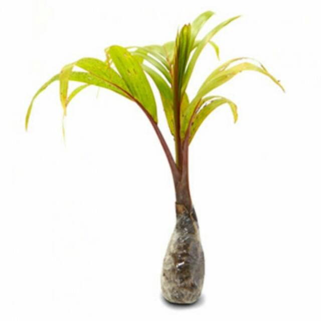 Jual Tanaman Palem Botol | Shopee Indonesia