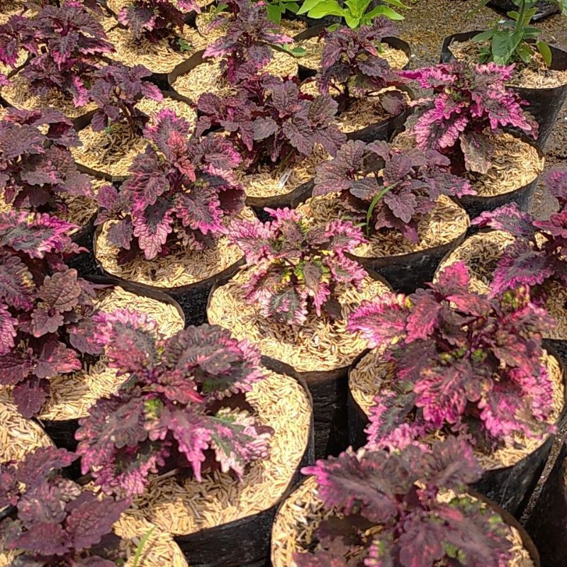 Jual Miyana minim order 4 pohon | Shopee Indonesia