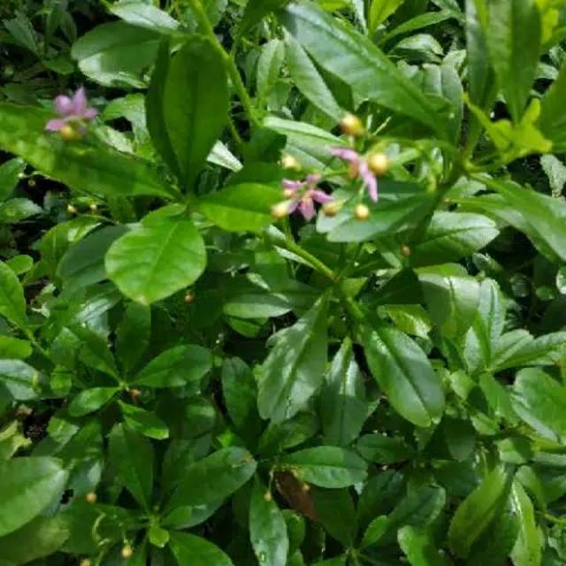 Jual Bibit pohon ginseng jawa,pohon ginseng jawa | Shopee Indonesia