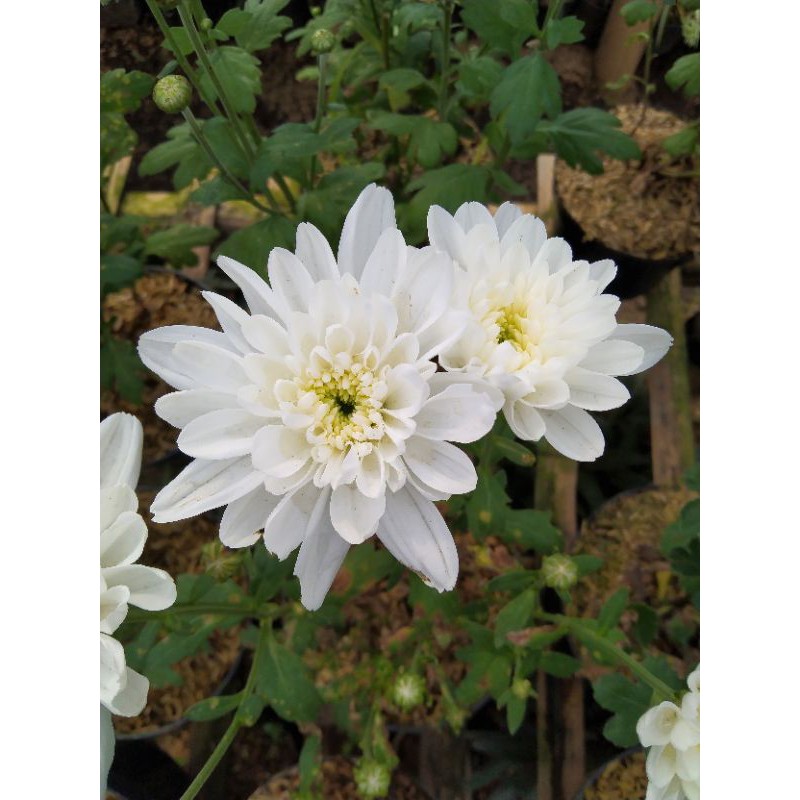 Jual Aster Krisan bunga warna putih isi 3 4 batang | Shopee Indonesia