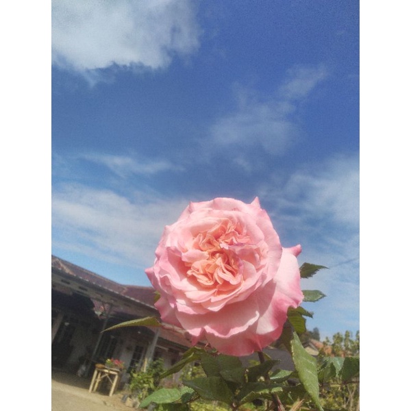 Jual Paket Mawar import murah Bebas request ID | Shopee Indonesia