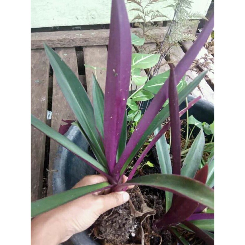 Jual Tanaman hias Adam Hawa Besar | Shopee Indonesia