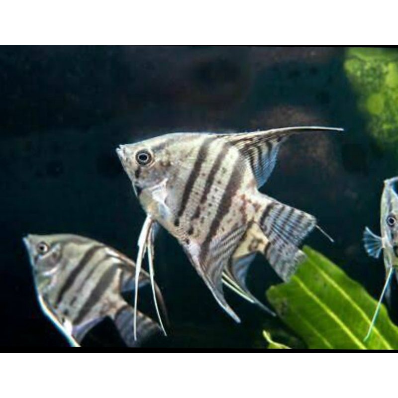 Jual Paket isi 5 ekor Manfish Blue Pinoy uk. 2-3cm | Shopee Indonesia