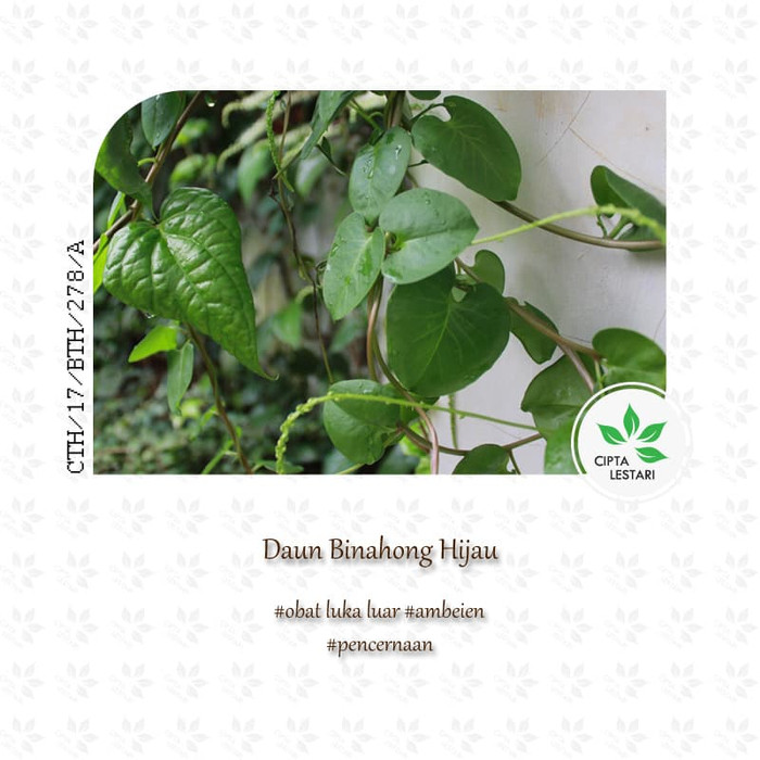 Jual Daun Binahong Hijau Segar 1kg - Basah Fresh Bahan Obat Herbal ...