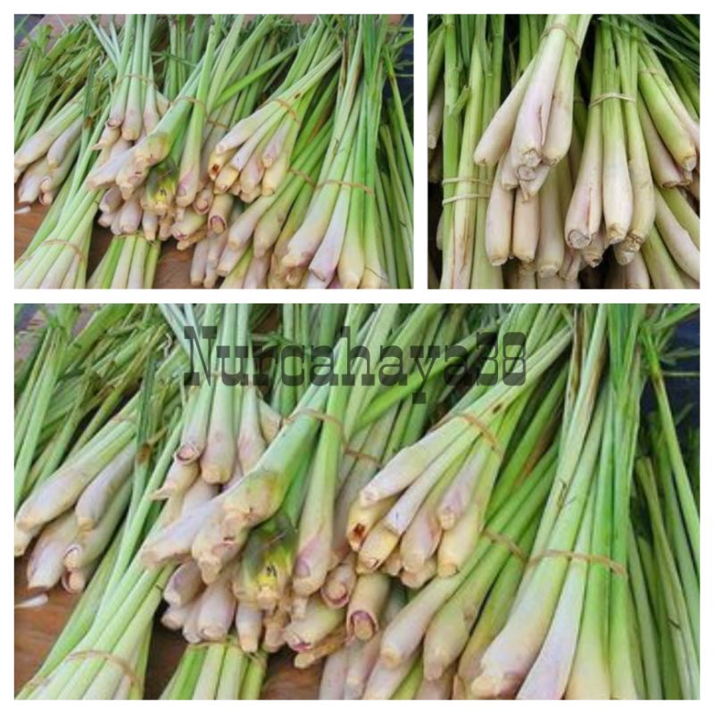 Jual Serai hijau segar/ ikat (10 pohon) | Shopee Indonesia