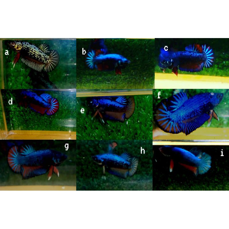 Jual paket 15 avatar gordon x black nemo + 5 pkct vampire | Shopee ...