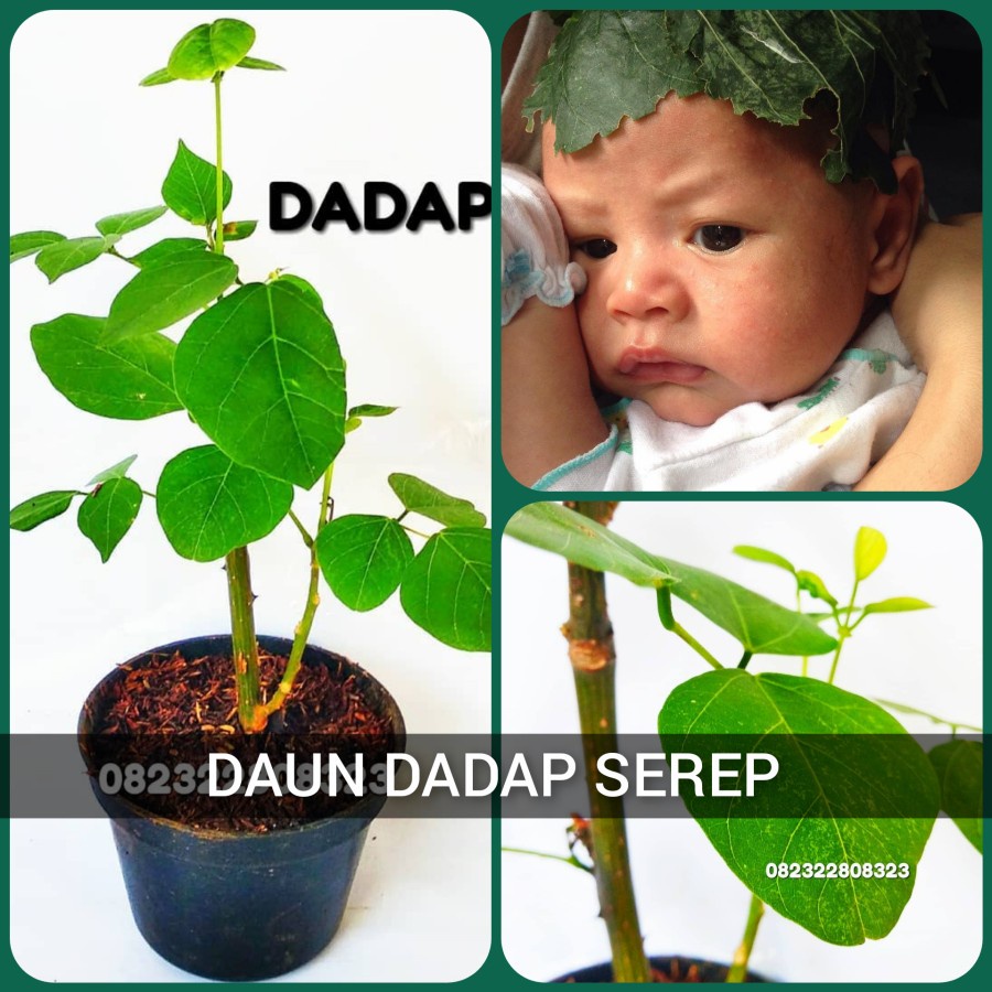 Jual Dadap Serep Tanaman Herbal Daun Dadap Serap | Shopee Indonesia