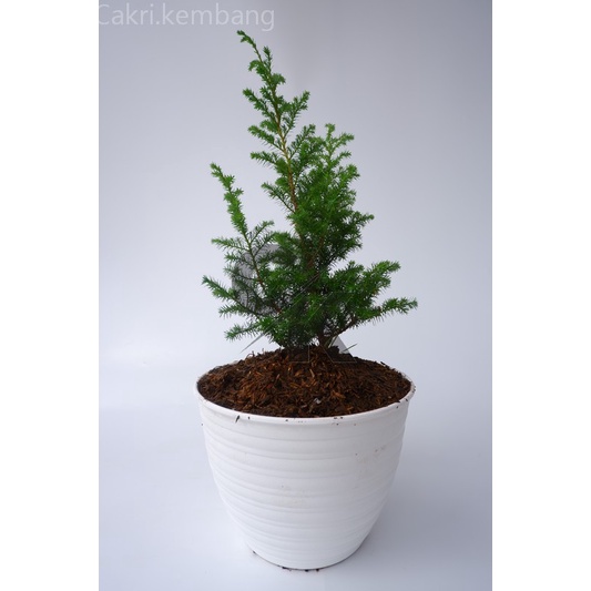 Jual Cemara embun (Dacrycarpus imbricatus) - TANAMAN HIAS CEMARA EMBUN ...