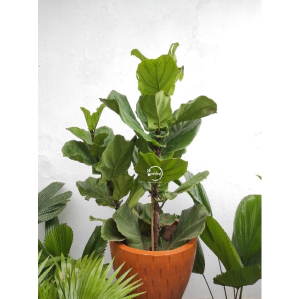 Jual Ketapang Biola / Fiddle Leaf Fig / Ketapang biola cantik | Shopee ...