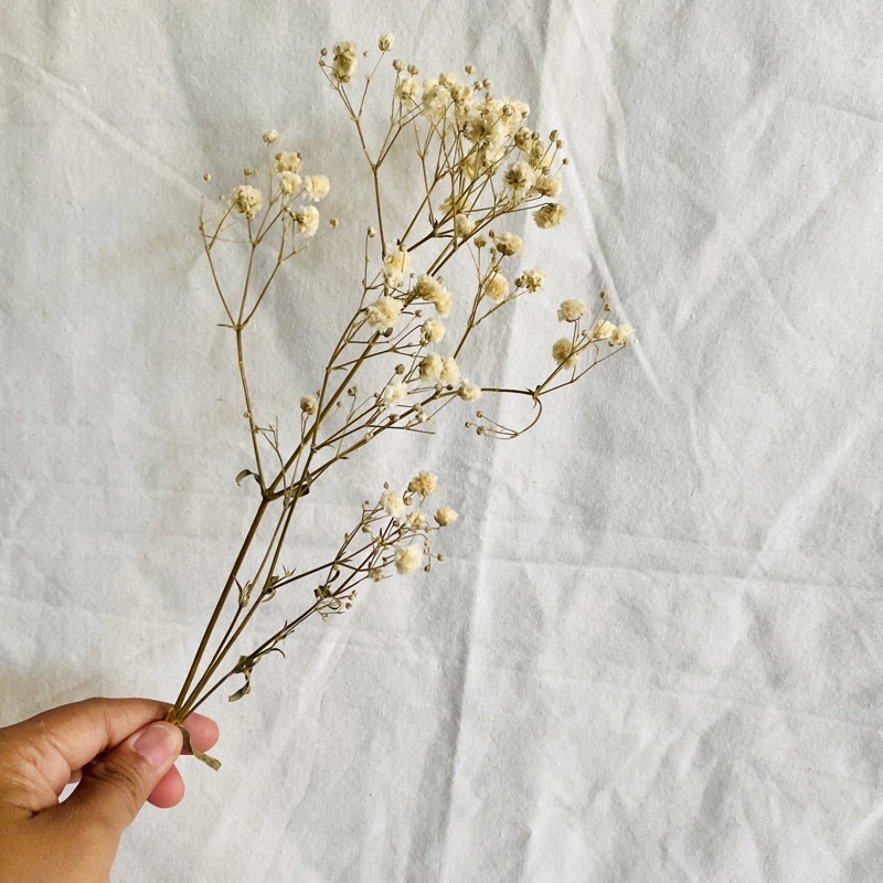 Jual Baby breath preserved / Bunga kering awetan Baby breath | Shopee ...
