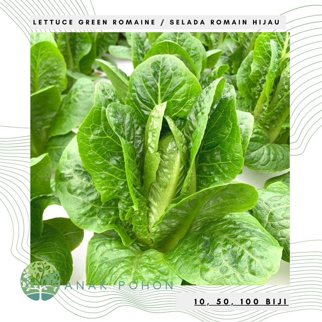 Jual Benih Bibit Biji - Selada Green Romaine Balloon / Romain Hijau / Cos Lettuce Paris Island ...