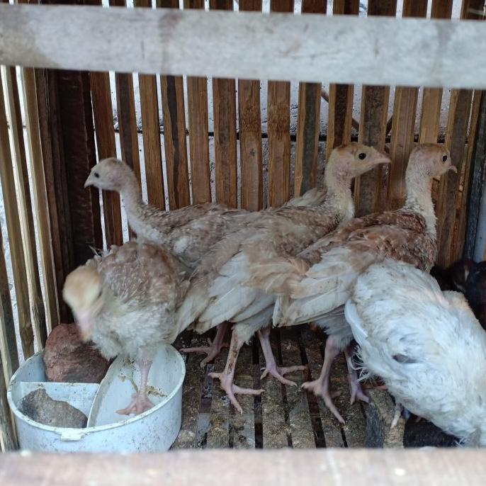 Jual favorit] Ayam kalkun bourboned red / Kalkun merah | Shopee Indonesia