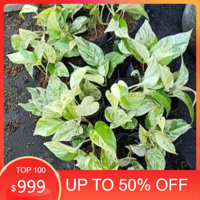 Jual Tanaman hias Sirih Gading Putih / Marble Queen Pothos | Shopee ...